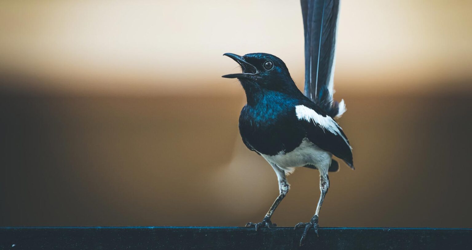 The Magpie, short story by Patrick McAteer at Spillwords.com