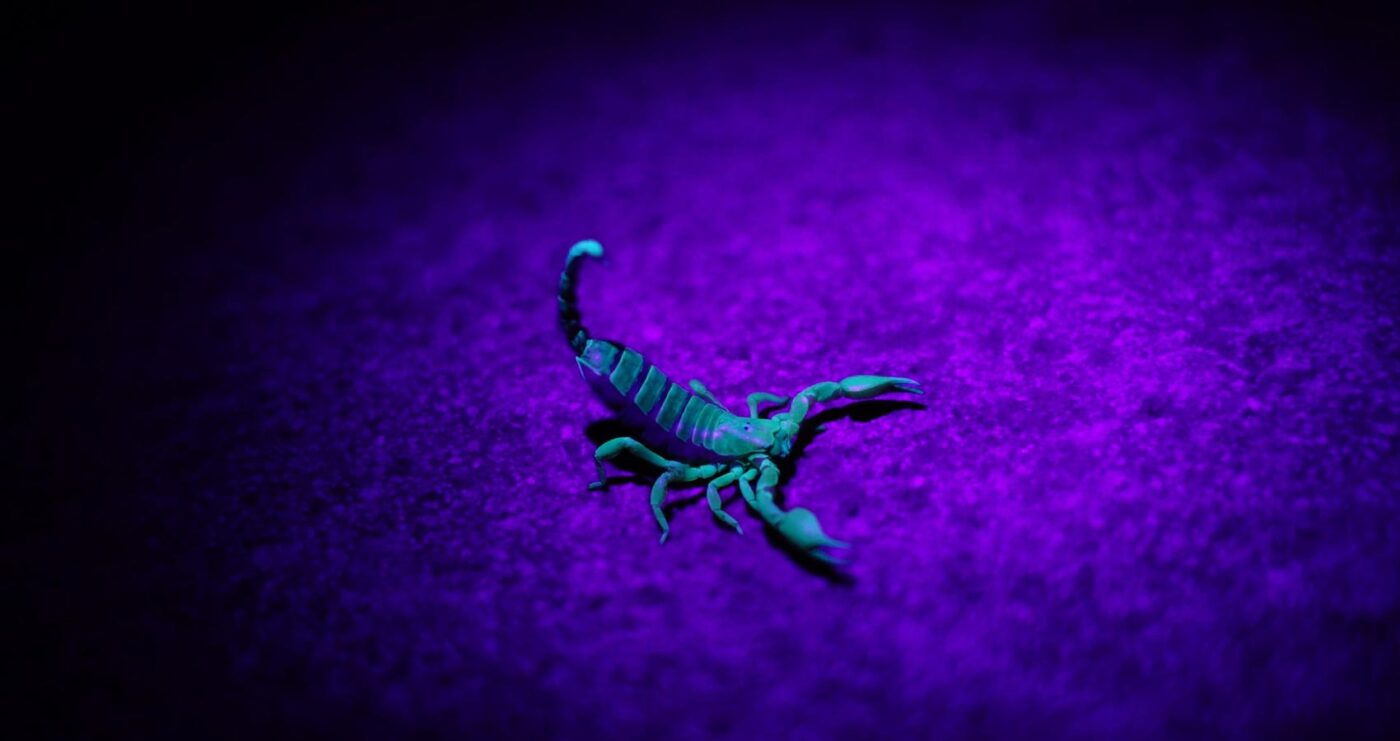 Night of The Scorpion, a poem by Nissim Ezekiel at Spillwords.com