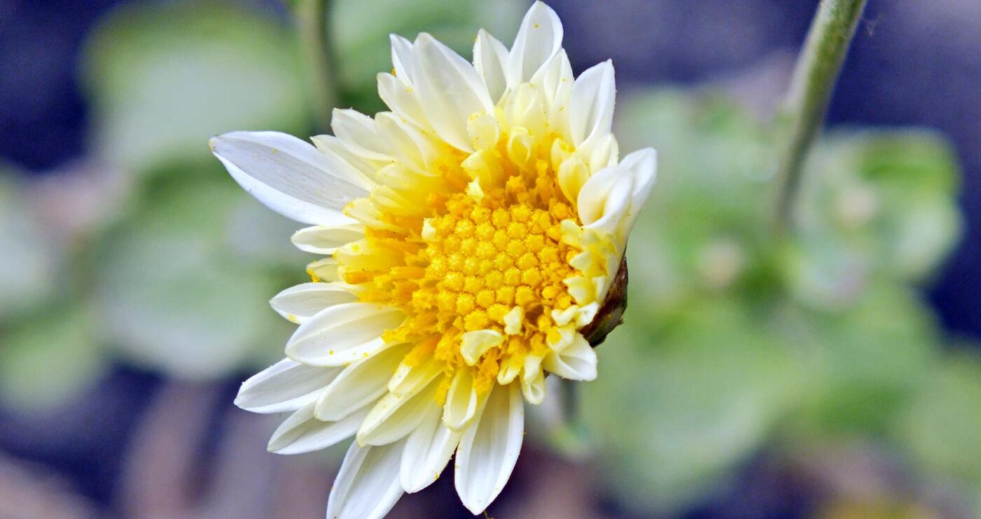 Flower, a poem by Rabindranath Tagore at Spillwords.com