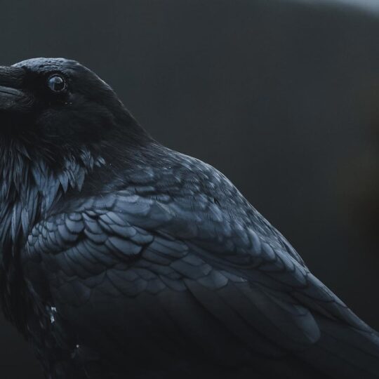 The Wait by Poetanp at Spillwords.com