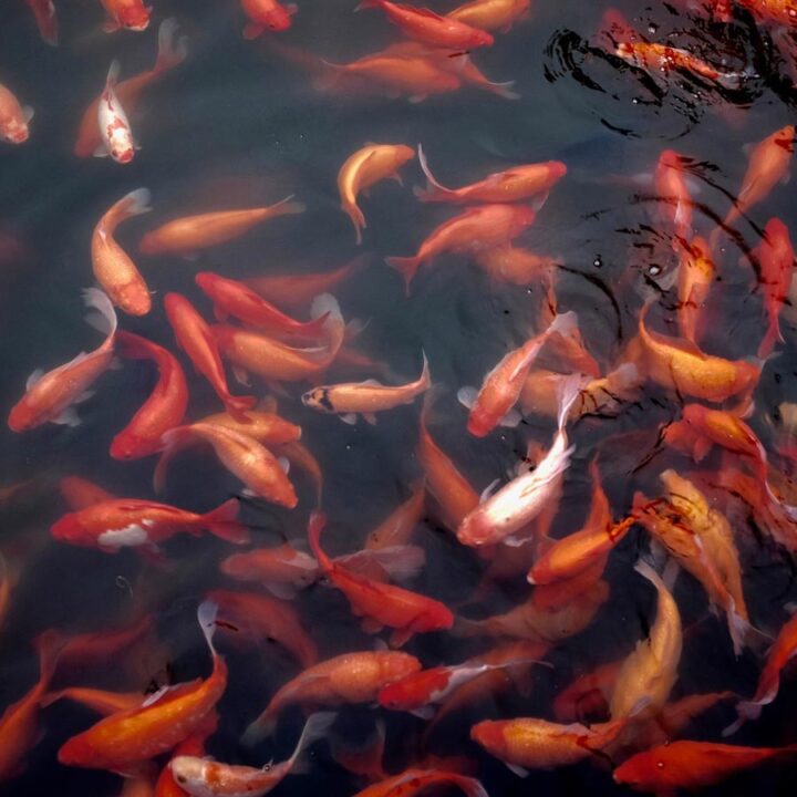 Jealous poem by LukaKorba at Spillwords.com