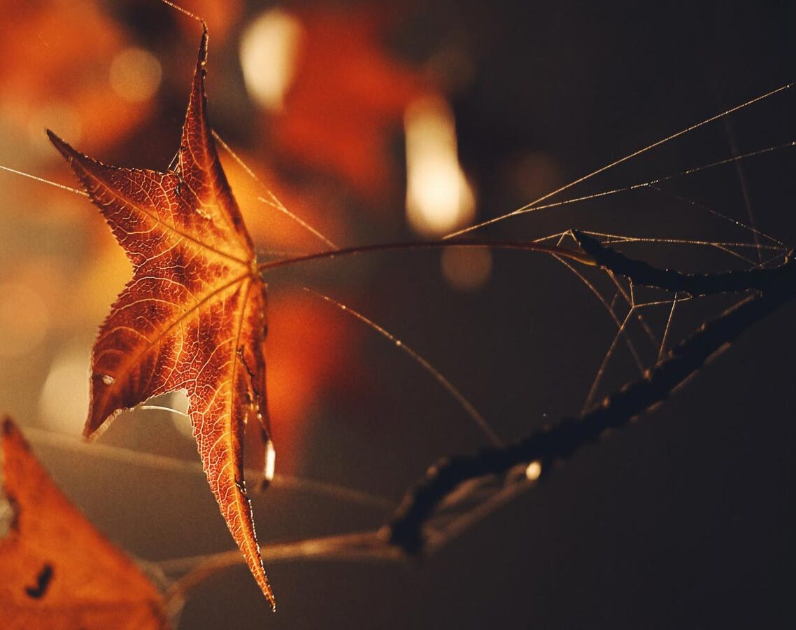 The Old, Black, Hanging Tree, written by Roger Turner at Spillwords.com