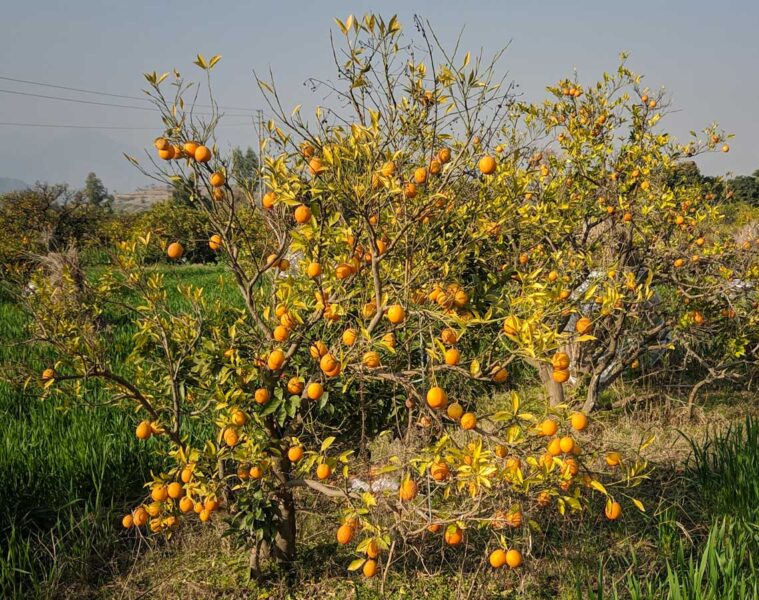 Funeral Pyre written by Michael Shea at Spillwords.com