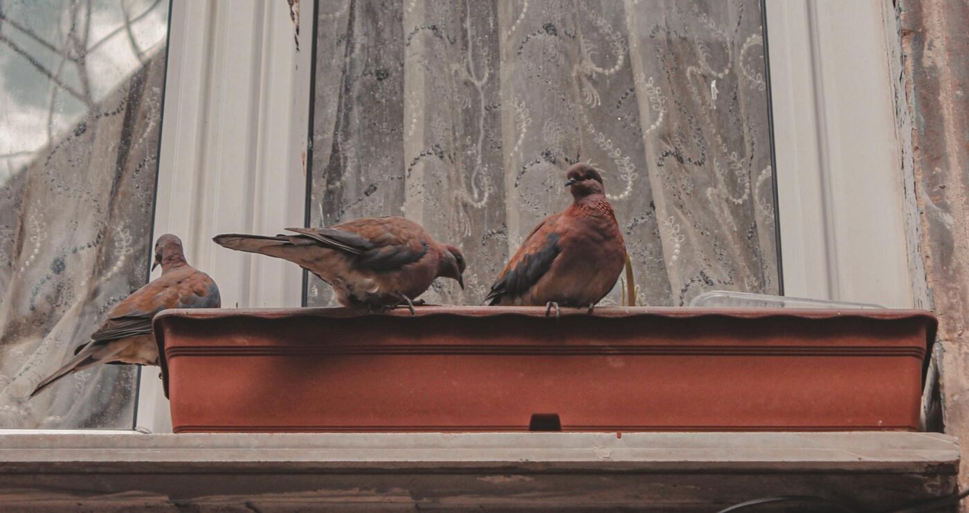 Ye Birds On My Window Sill, a poem by SmithaV at Spillwords.com