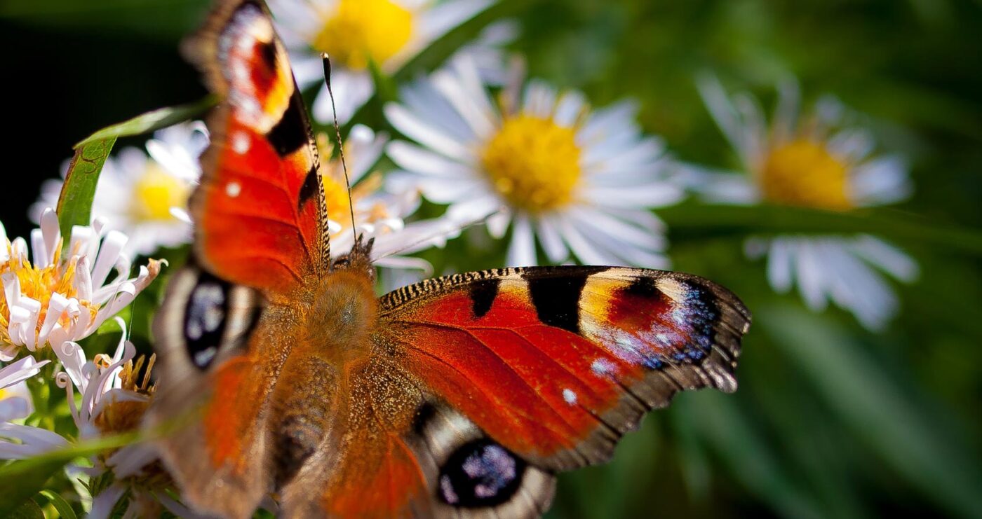 Betrothal of Nature by Tamara Yancosky at Spillwords.com