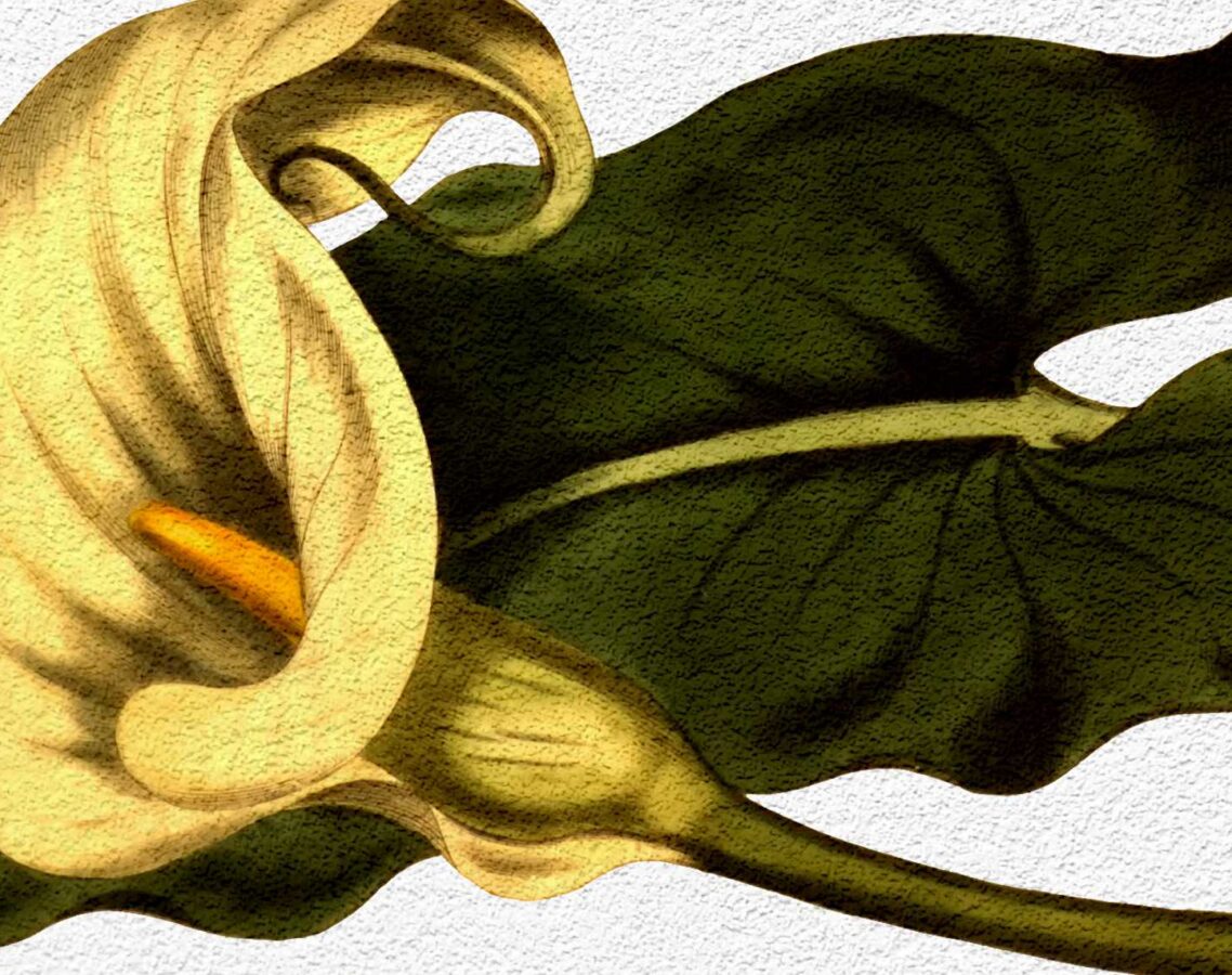 Forever Fallen Timber, a poem by K. Hartless at Spillwords.com