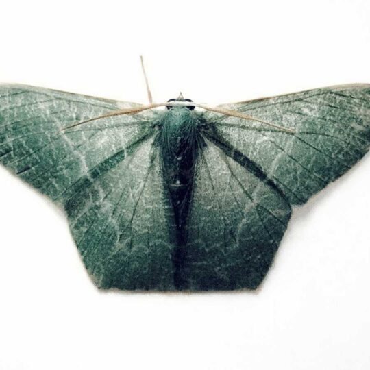 THE BIRD THAT FLIES..... by Stanley Wilkin at Spillwords.com