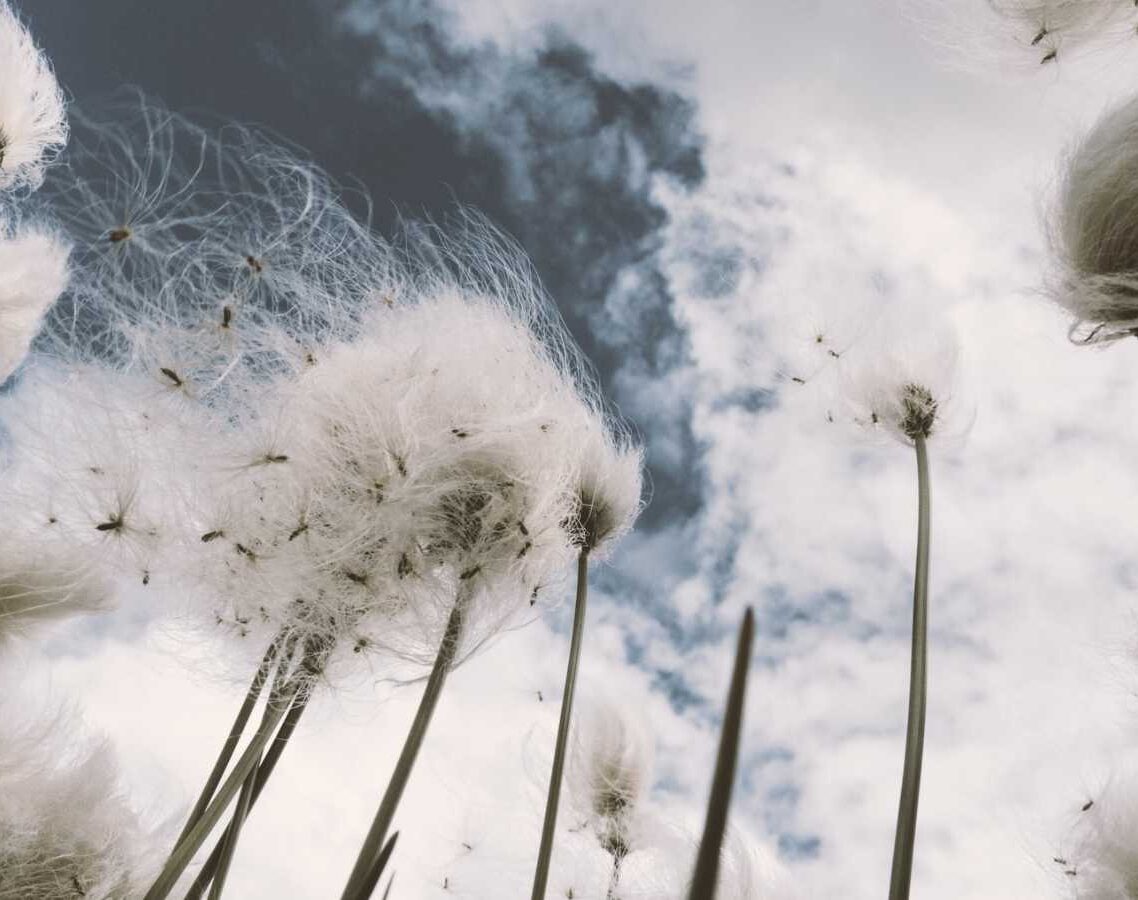 Rain Dance in a Year-long Drought by Mary Sayler at Spillwords.com