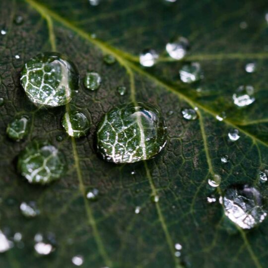 Rain After Drought poem at Spillwords.com