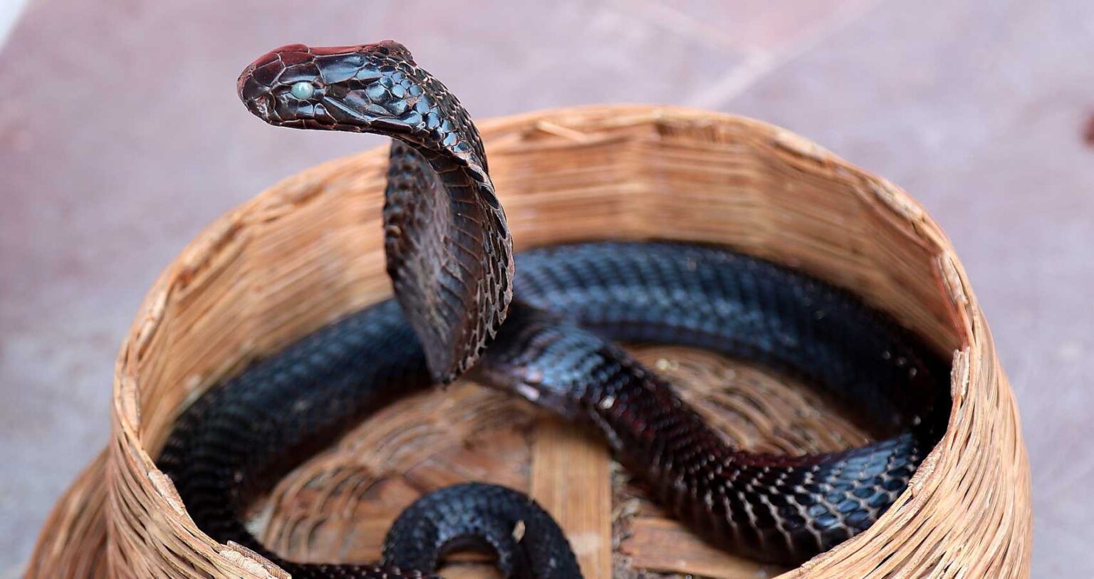 Rope-Snake, a short story by B. Jeyamohan at Spillwords.com