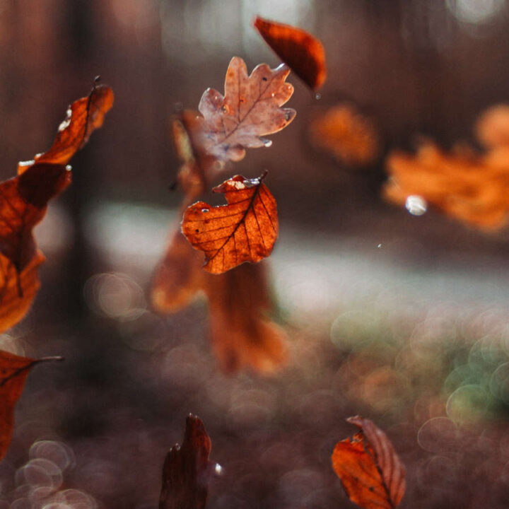 Survival I, written by Jacob Damstra at Spillwords.com