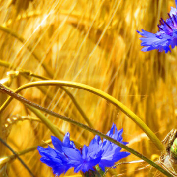 Survival I, written by Jacob Damstra at Spillwords.com