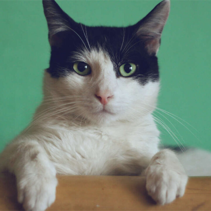 Mania written by Meghan Shultz at Spillwords.com