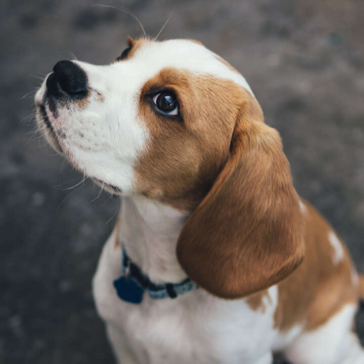 Mania written by Meghan Shultz at Spillwords.com