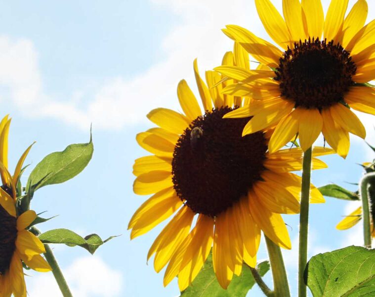 Not Now, poetry written by Debbie Hewson at Spillwords.com