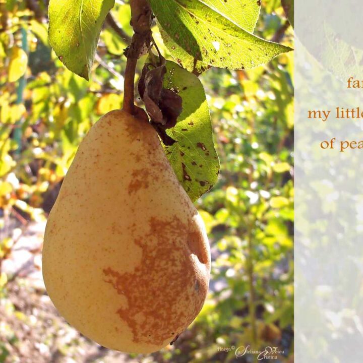 Perfidy written by Anne G at Spillwords.com