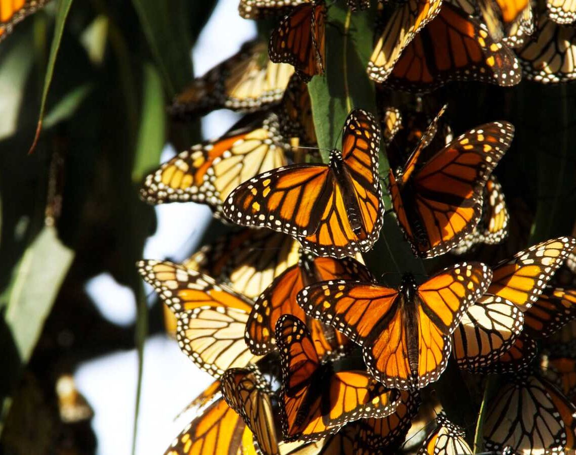 One Hundred and Three, a poem by Henry Lawson at Spillwords.com