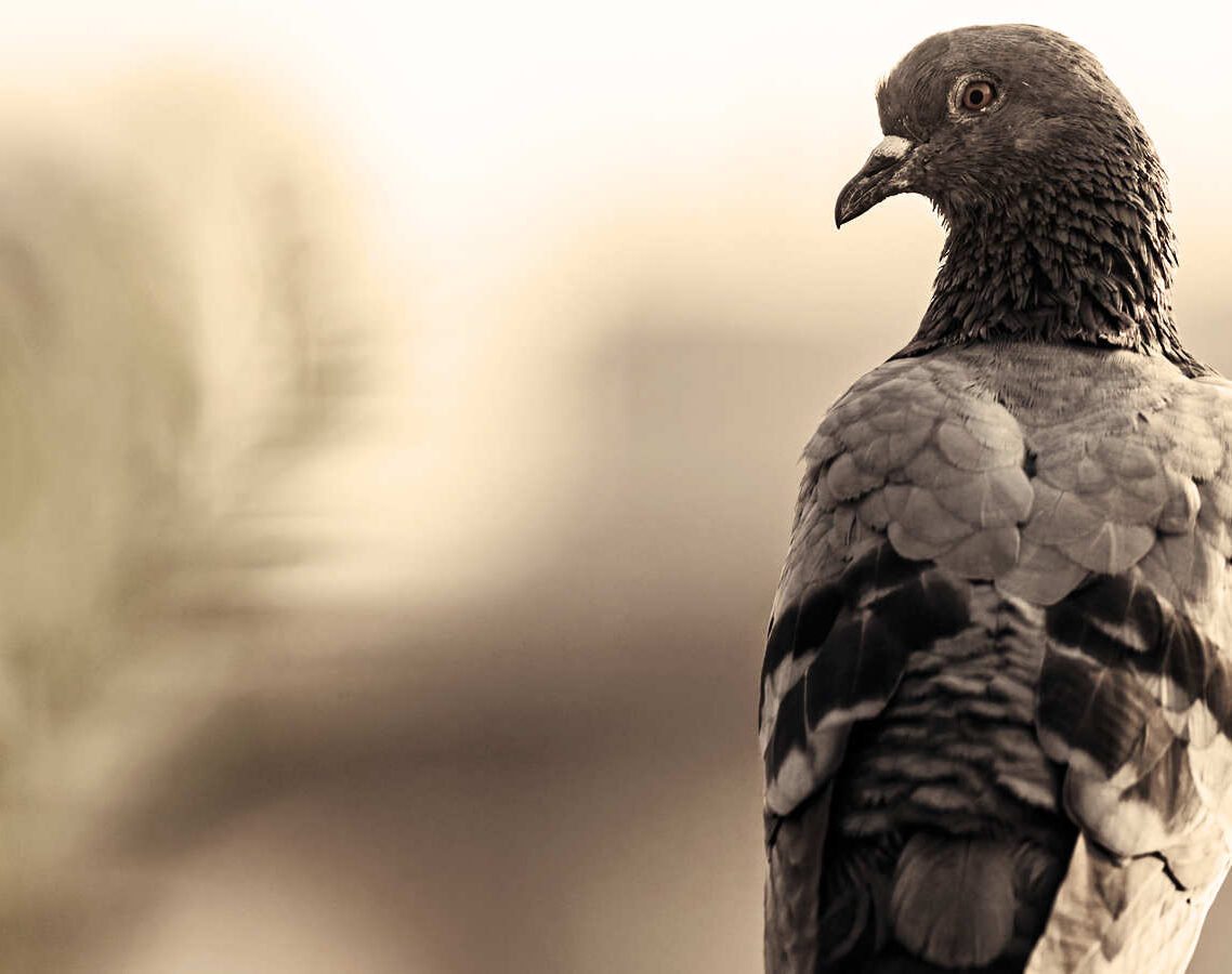 Baddass Rooster, a poem written by Sheila Henry at Spillwords.com