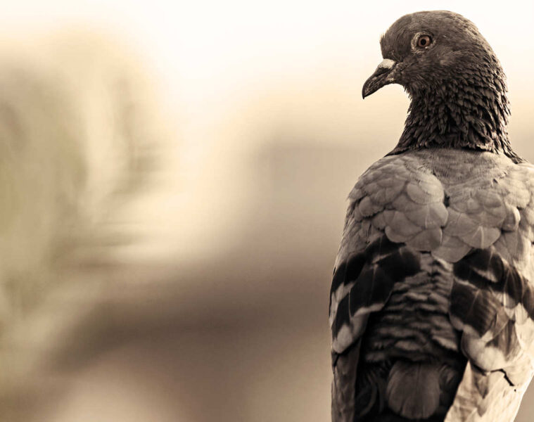 Baddass Rooster, a poem written by Sheila Henry at Spillwords.com