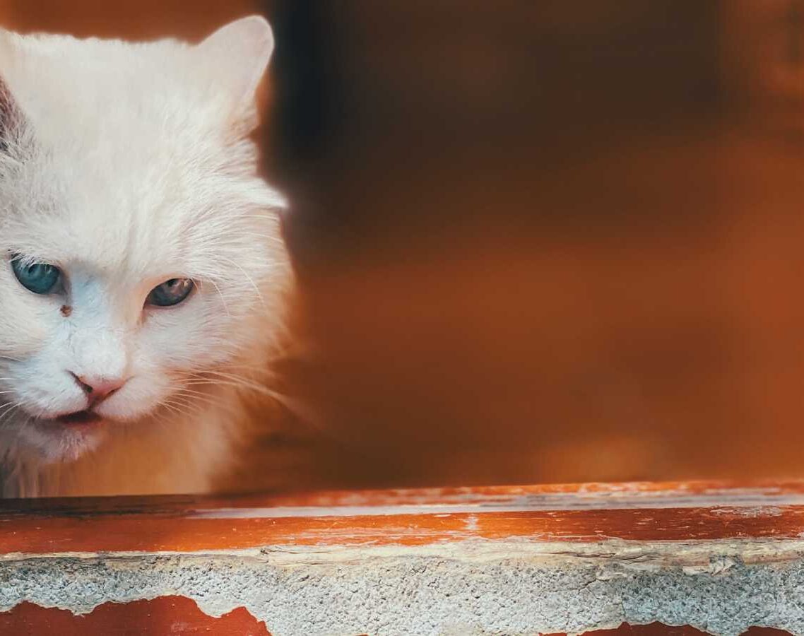 Lady Sofia's Nightingale written by LadyLily at Spillwords.com