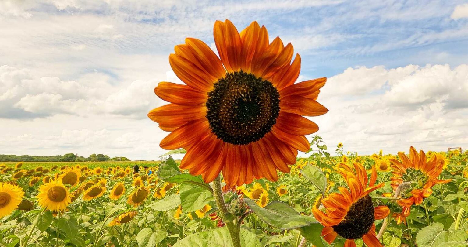 Sunflower & AIR, micropoetry by Paula Puolakka at Spillwords.com