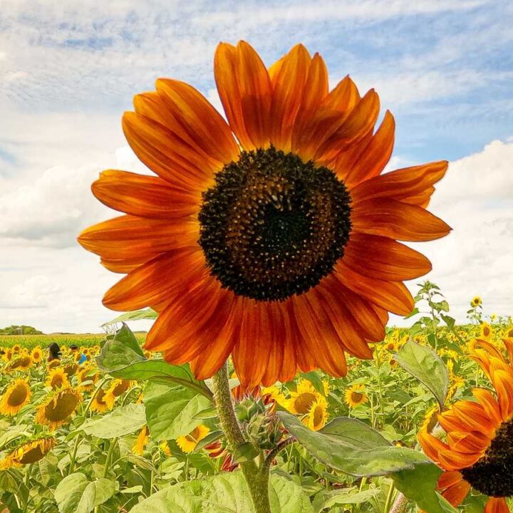 Interview Q&A With Barbara Avon at Spillwords.com