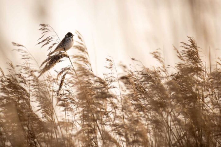 Not Now, poetry written by Debbie Hewson at Spillwords.com