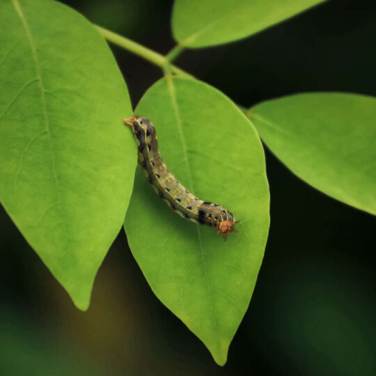 One Inch Tall by Shel Silverstein at Spillwords.com