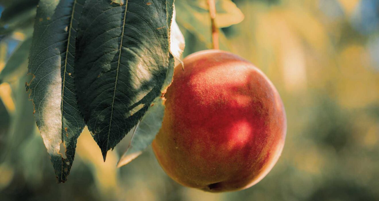 Do I Dare to Eat a Peach? by Carrie M. Radna at Spillwords.com