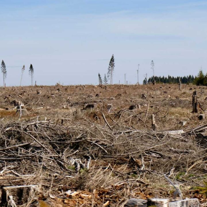 Sobre la línea del árbol, a poem at Spillwords.com