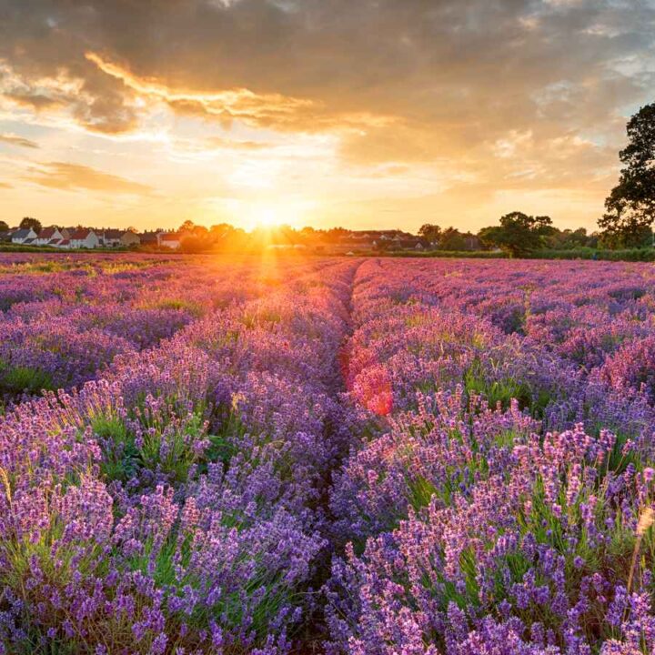 A fork in the road by Charly Lou at Spillwords.com