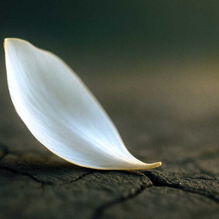 Life Game by Grace Zwane at Spillwords.com