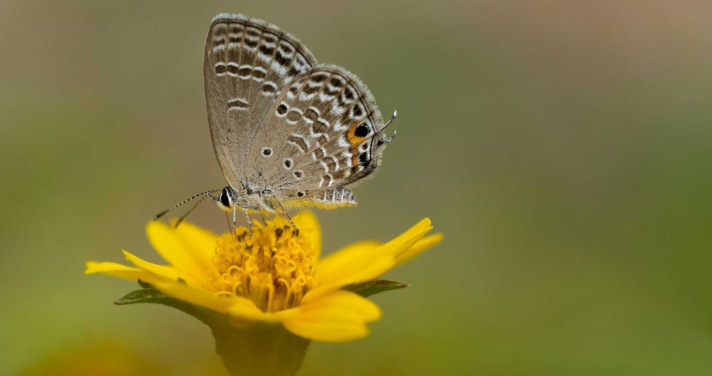 What More Could I Crave by Grażyna Misiaszek at Spillwords.com