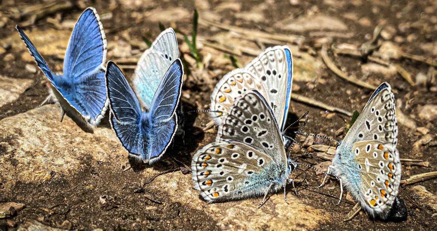 The Healing Earth, a poem by T.V. Ramana at Spillwords.com